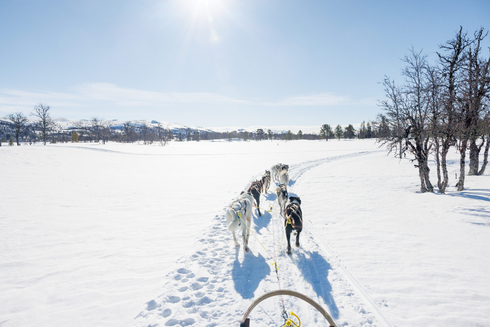 Book dog sledding at SkiGeilo | SkiGeilo